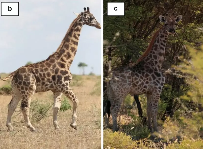 Sa Africa, sa unang higayon, nakit-an ang duha nga mga giraffes nga dwarf