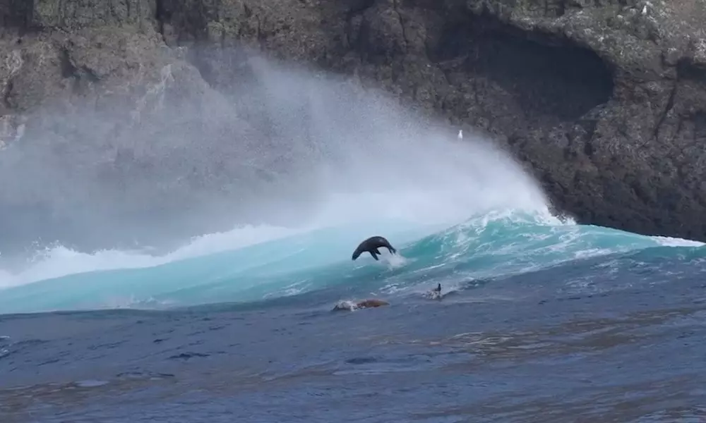 Los leones marinos están dominando el surf: video emocionante