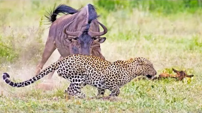 Antilope ščiti mladiča iz Leoparda in bradavic: Video