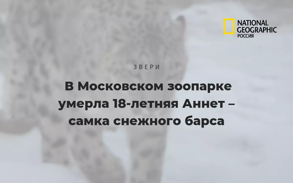 Annette de 18 anos de idade morreu no zoolóxico de Moscova - Snow Leopard Feminino