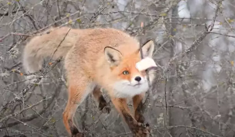 Лисиця швидко дереться по деревах, щоб поцупити сало: відео