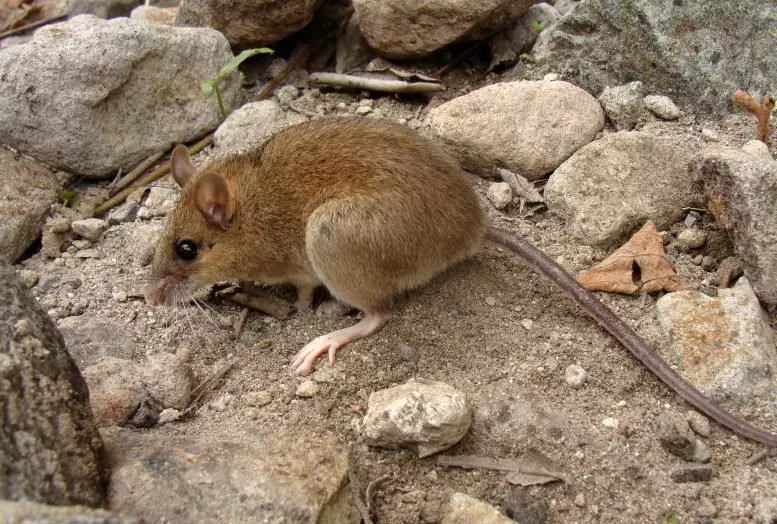 En Filipinas encontró que los ratones se consideraban extintos debido a la erupción del volcán.