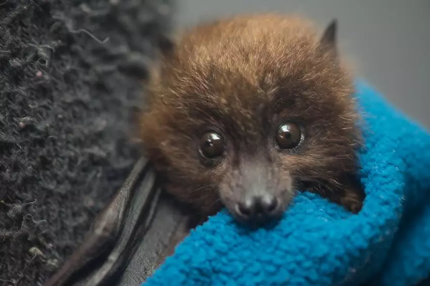 Ретки нестабилни лисици се родени во зоолошката градина: Видео