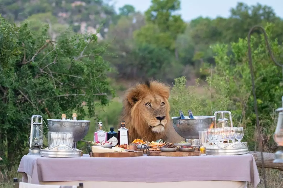 Lion nhìn vào buổi dã ngoại cho khách của Công viên Quốc gia Kruger: Video