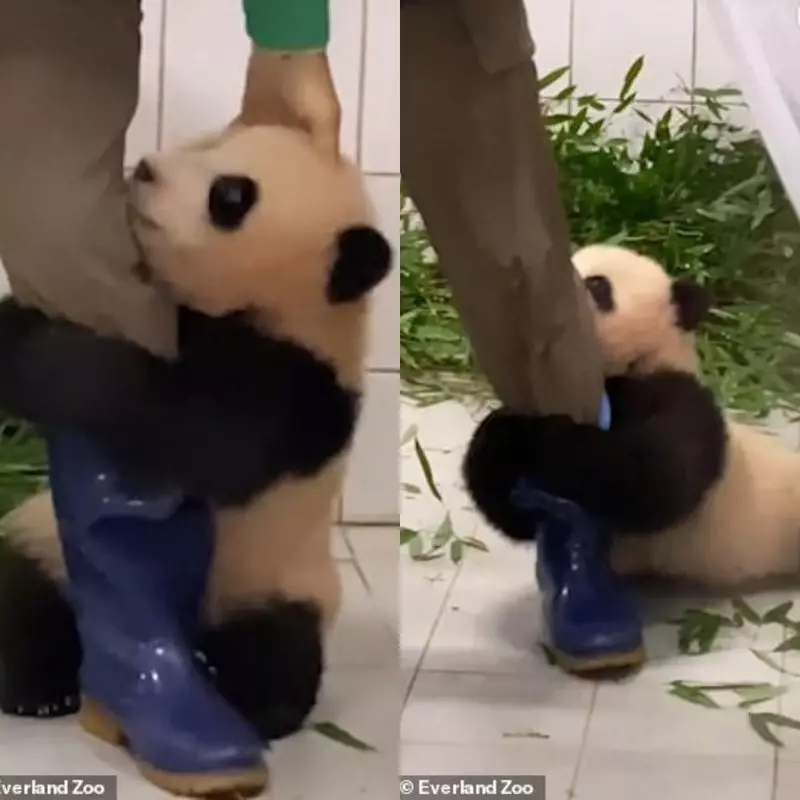 Kleng Panda wëll net e Betreiung lassloossen: Video vum Dag