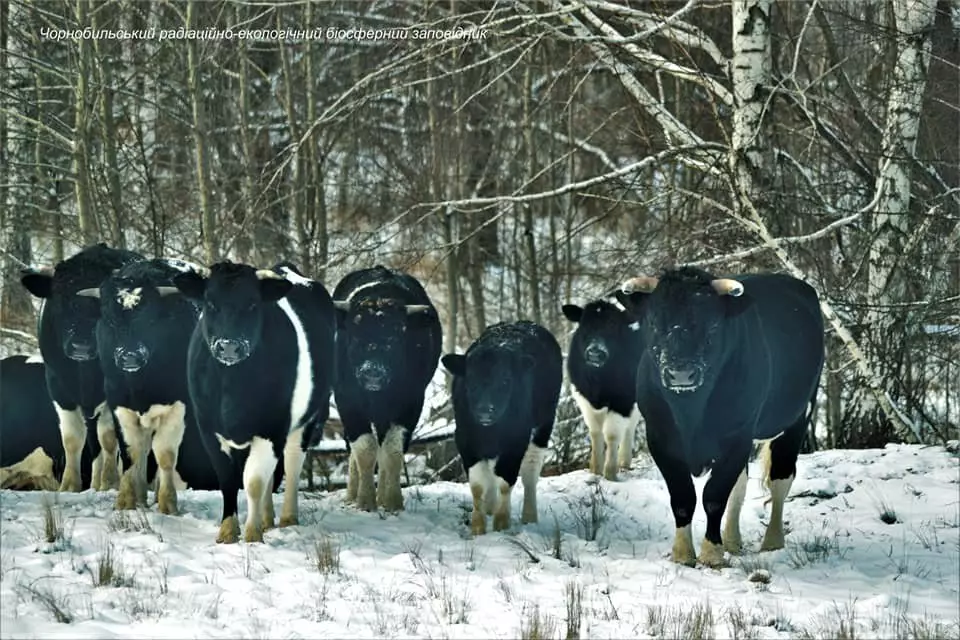 Na zona de Chernobyl de Alienación, o rabaño de vacas silvestres: foto