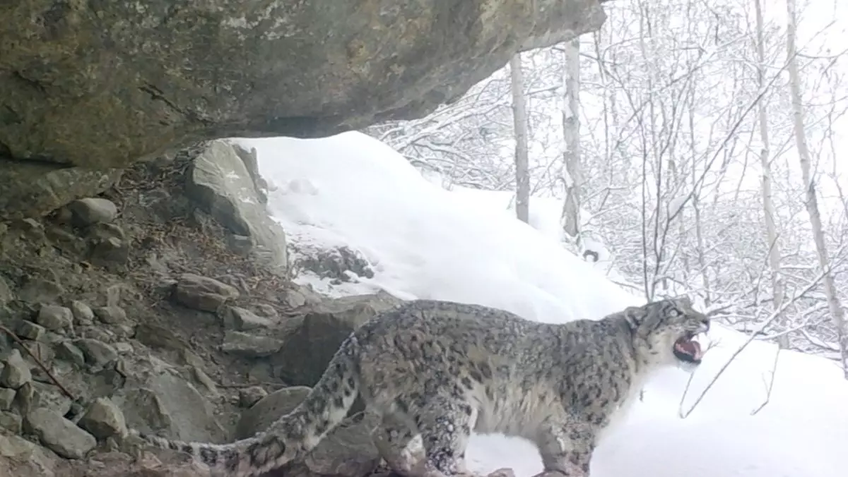 Како звучи брачниот повик на Snow Leopard: Ретко видео