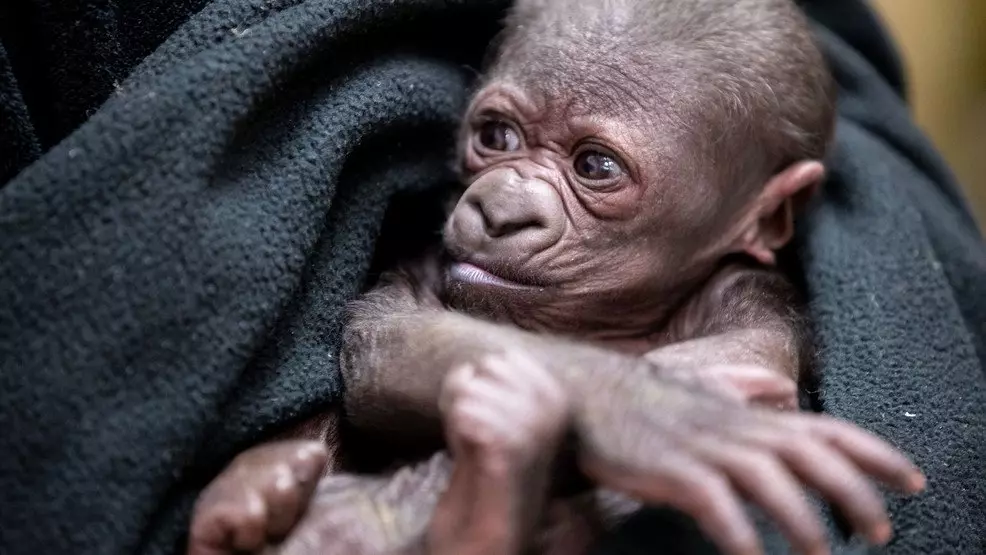 在美国动物园庆祝大猩猩的诞生：视频