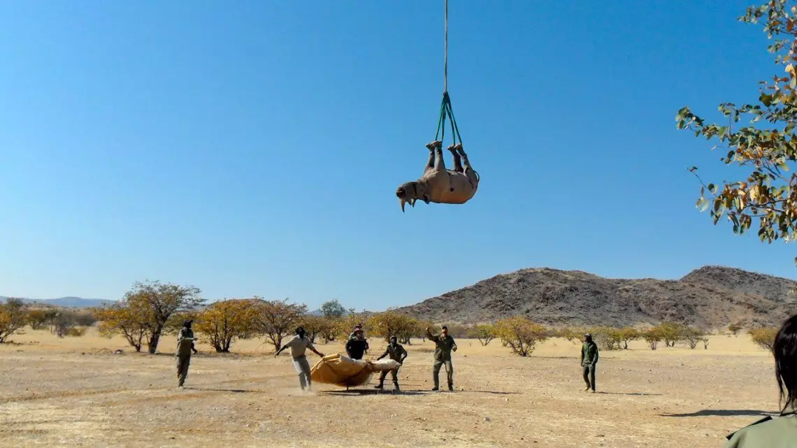 Rhinos हवा के ऊपर उल्टा परिवहन