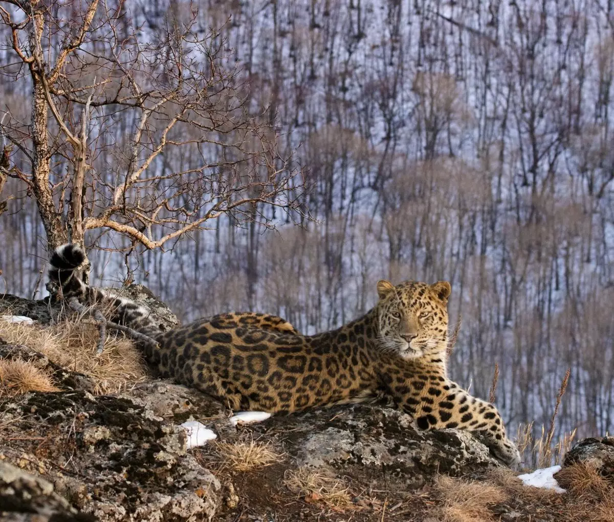 The area of ​​the Far Eastern Leopard expanded three times