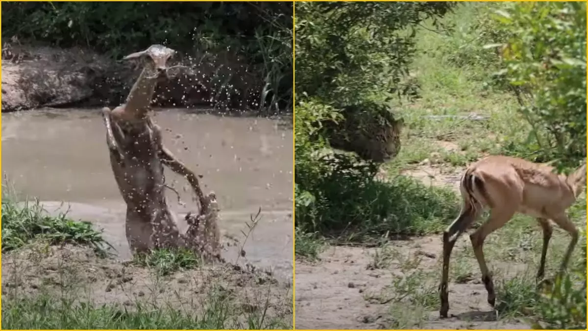 Antílope escapó de la boca del cocodrilo en las piernas del leopardo: video