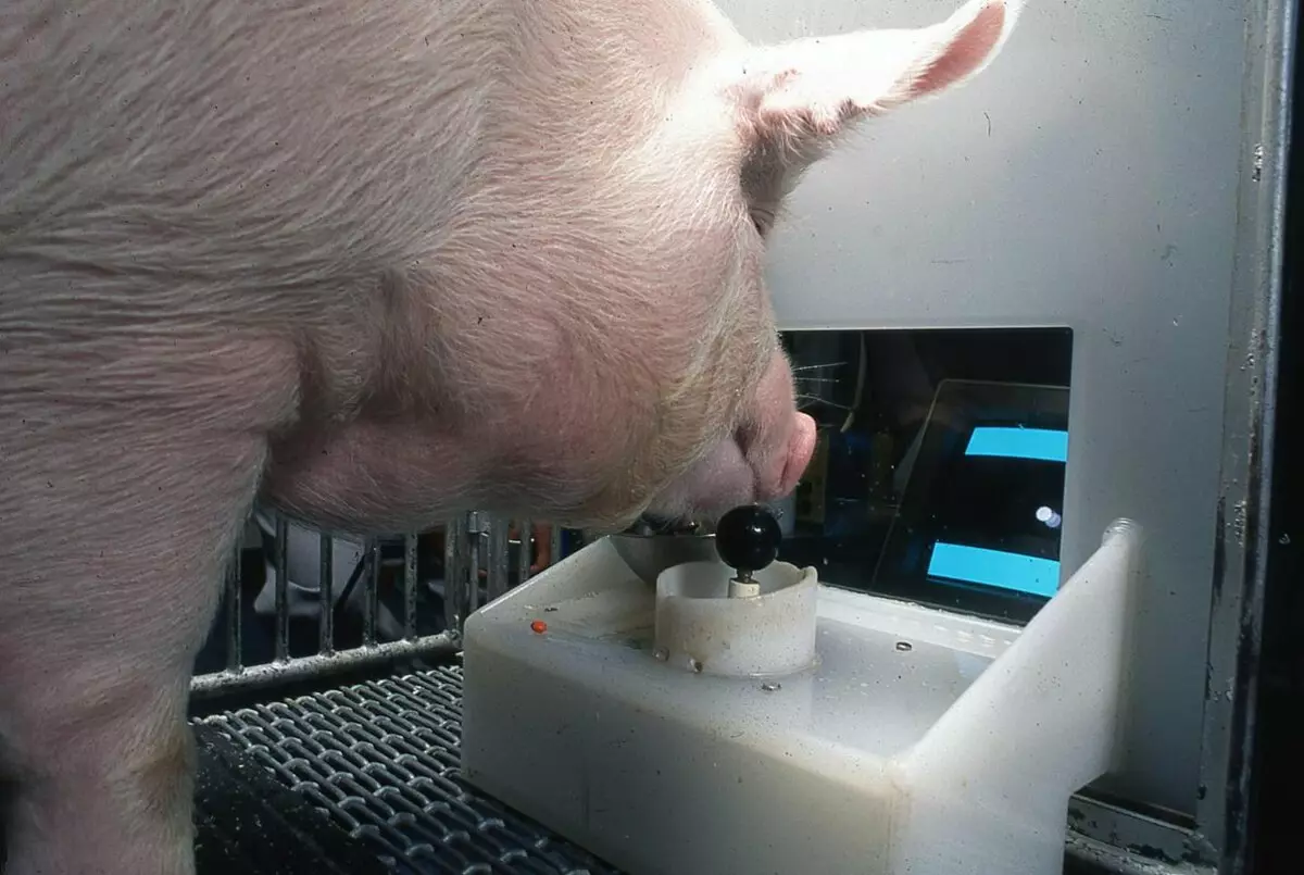 Свинки-геймери: свині продемонстрували інтелект у відеоіграх