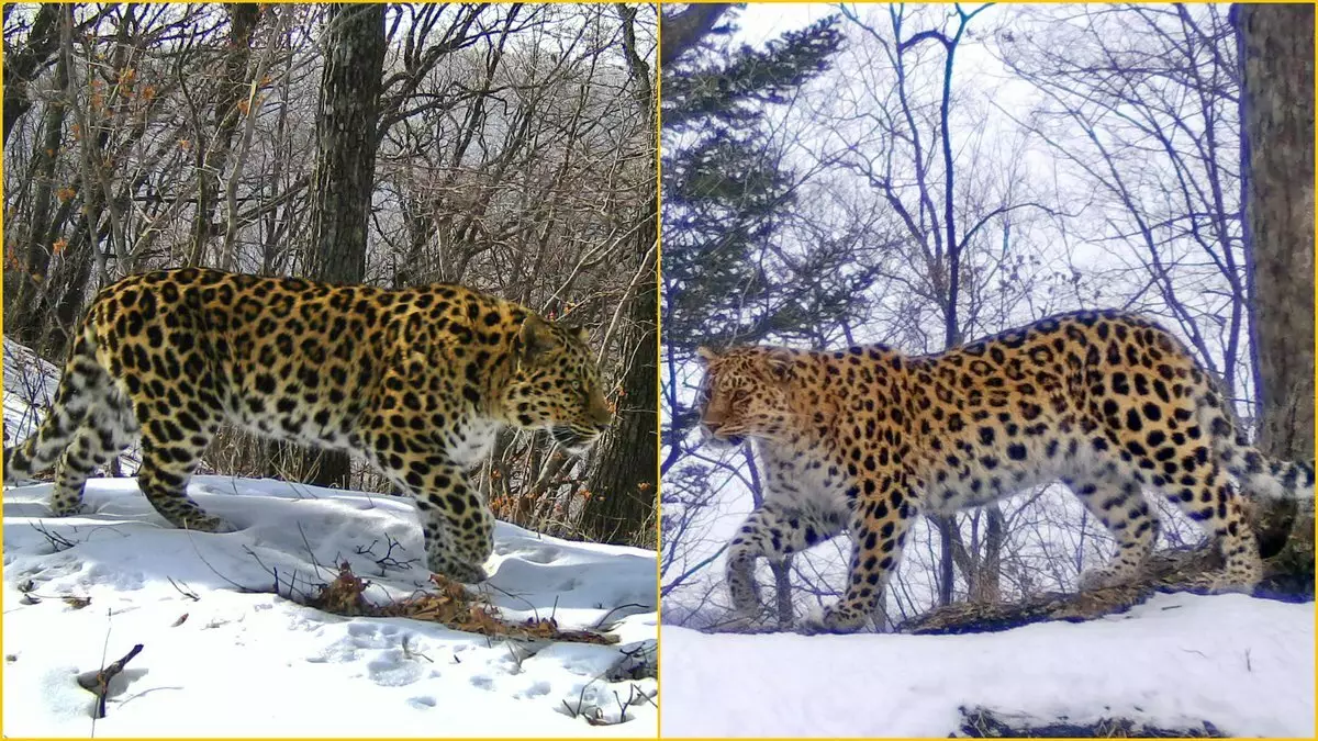 Uočena ljubav: preživjeli ženski leopard susreo se s odabranom
