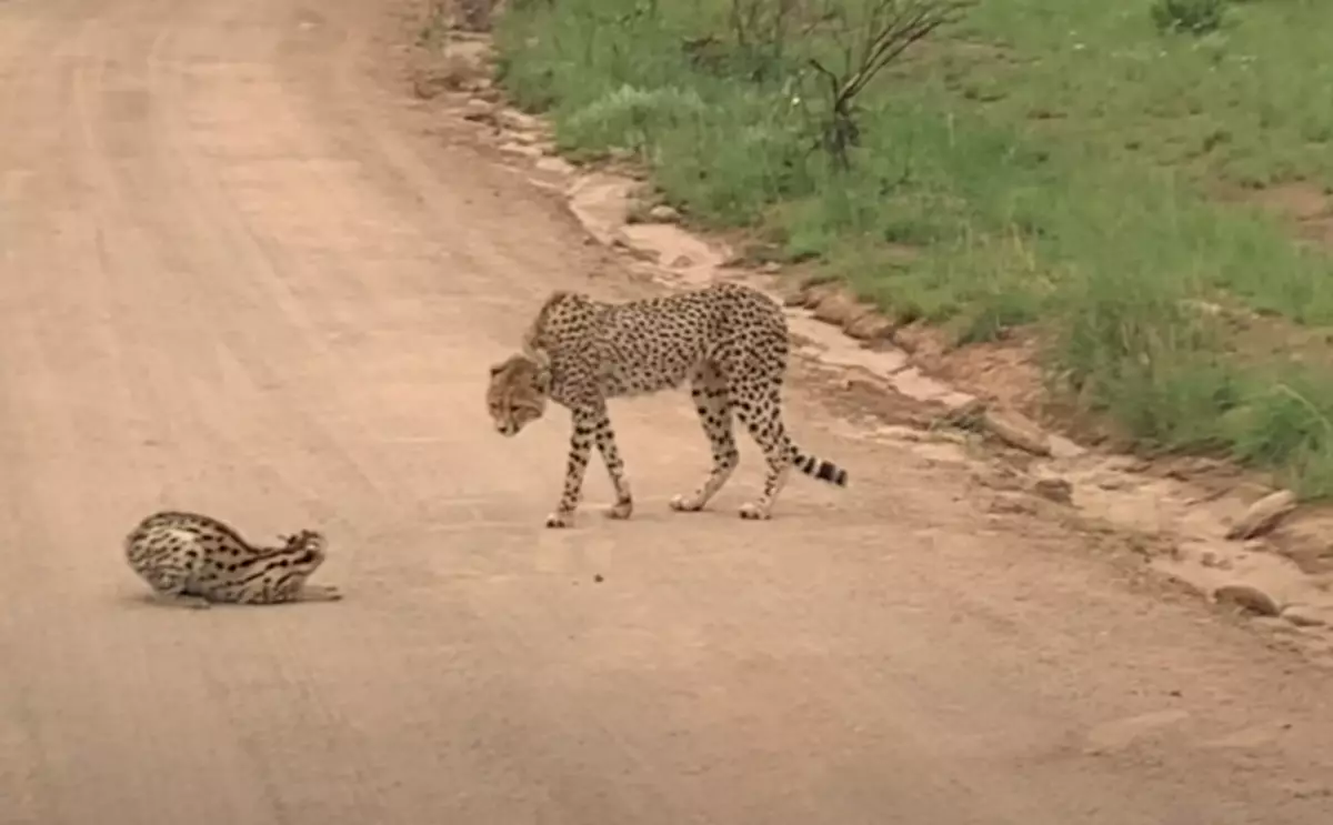 Serval and Cheetah மோதல்: வீடியோ