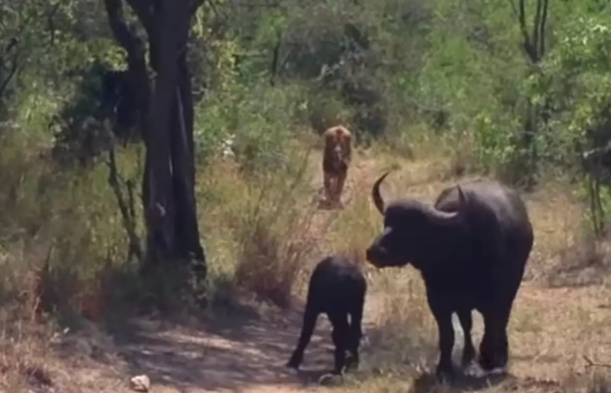Buvolitsa inalinda cub kutoka Leopard na Simba: Video