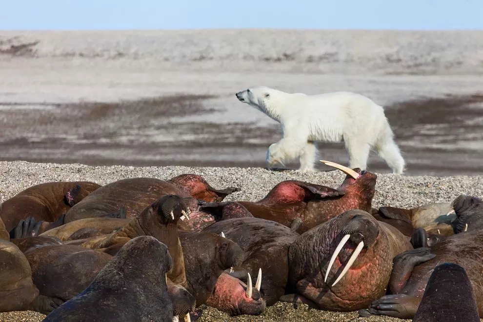Bears Putih mula memburu haiwan yang luar biasa