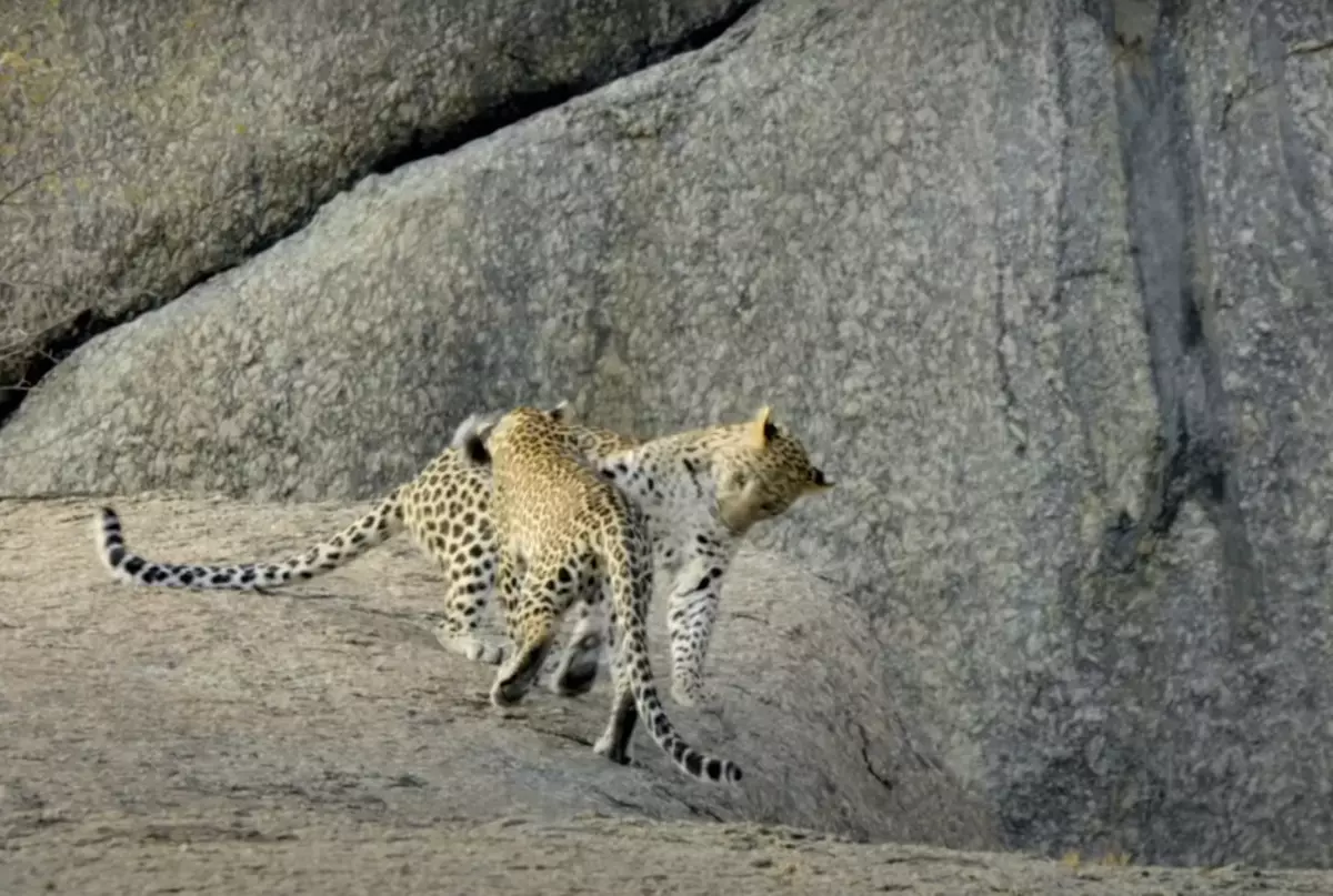 Fiatal leopárdként az idő rövid, míg az anyukák nem otthon vannak: videó