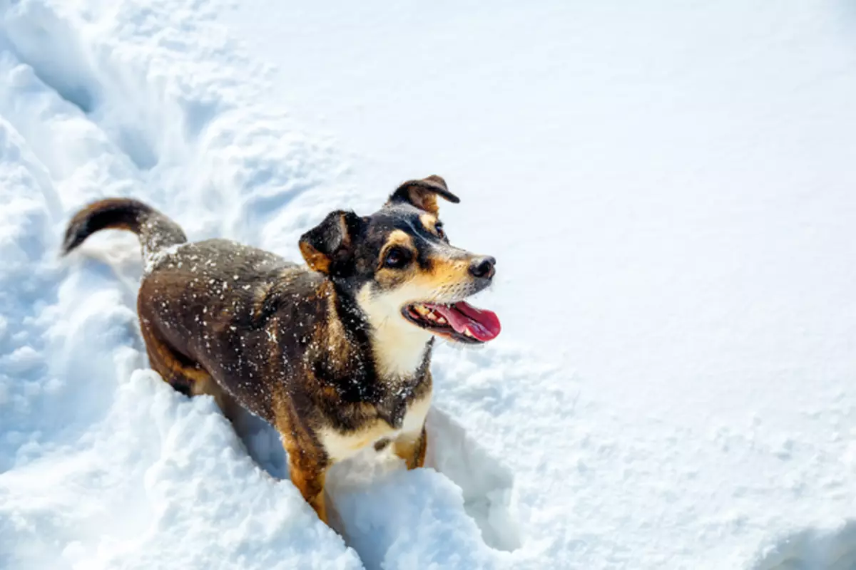 雪の中の犬.png。