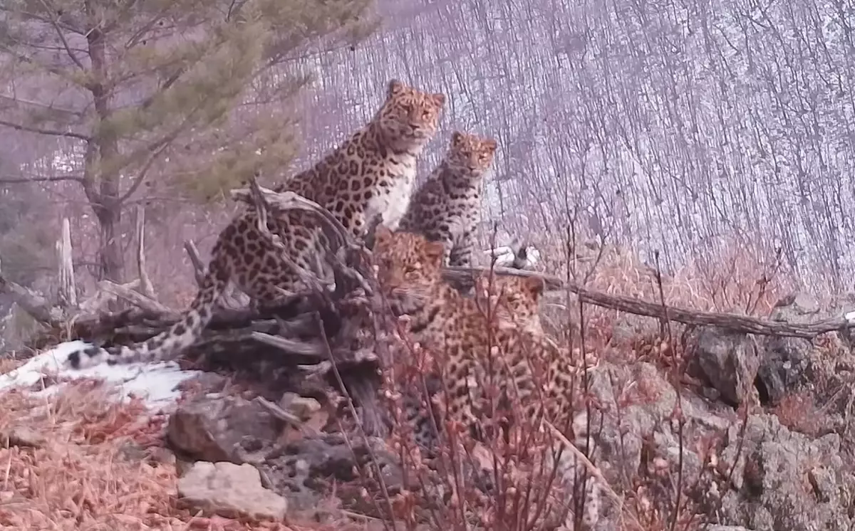 A la vez los cuatro leopardos más raros golpearon el video en Primorye