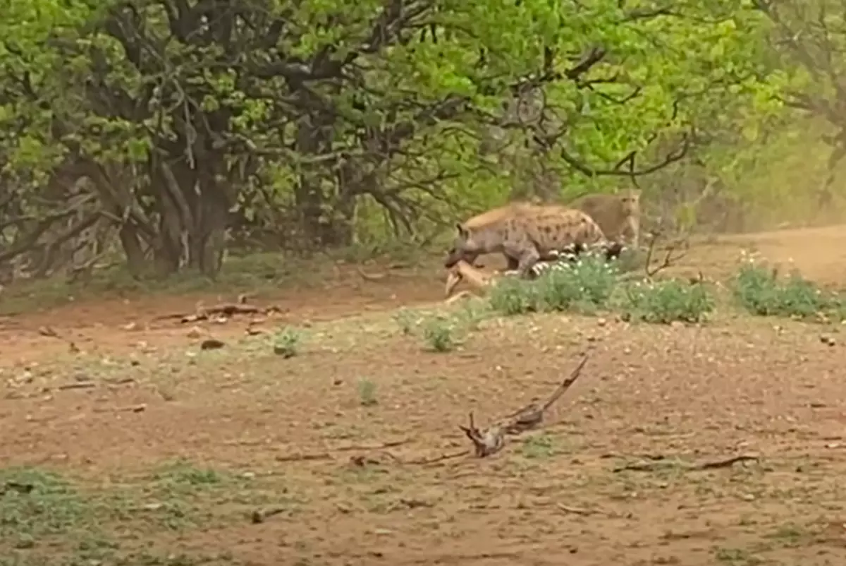 Hyena dhe leopard janë duke luftuar për pre, e cila është duke u përpjekur për të shpëtuar: video