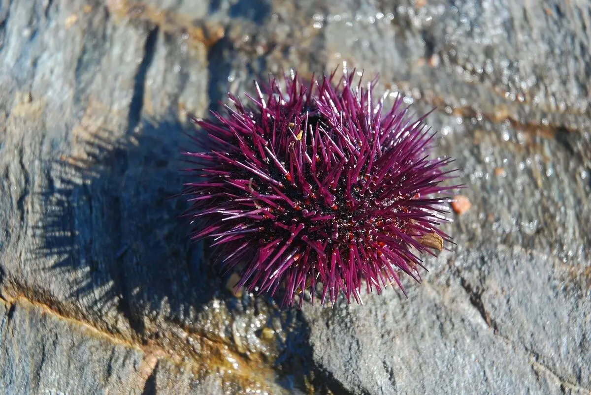 سمندر- urchin-1536812_1280.jpg.