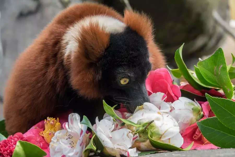 Floral Breakfast para sa Lemur: Video.
