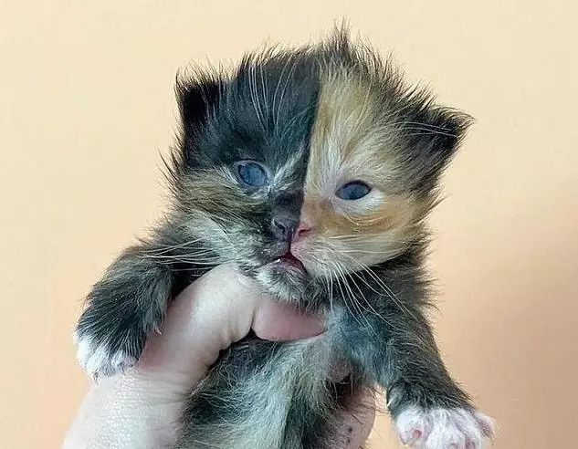 Στις ΗΠΑ, γεννημένος χιμοειδής γατάκι δύο πρόσωπα: Φωτογραφία