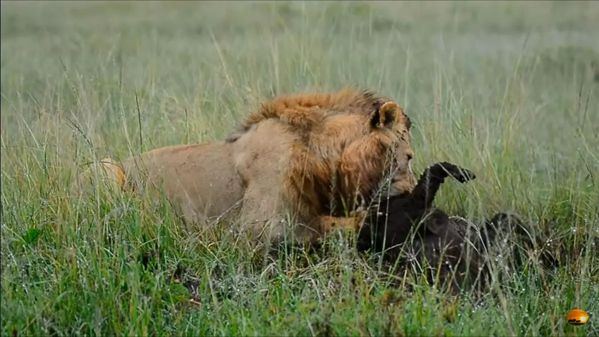 Scavi come tattiche di caccia del leone: video