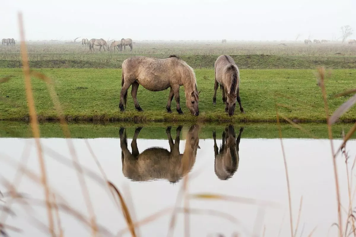 말은 거울에서 자신을 알고 있습니까?