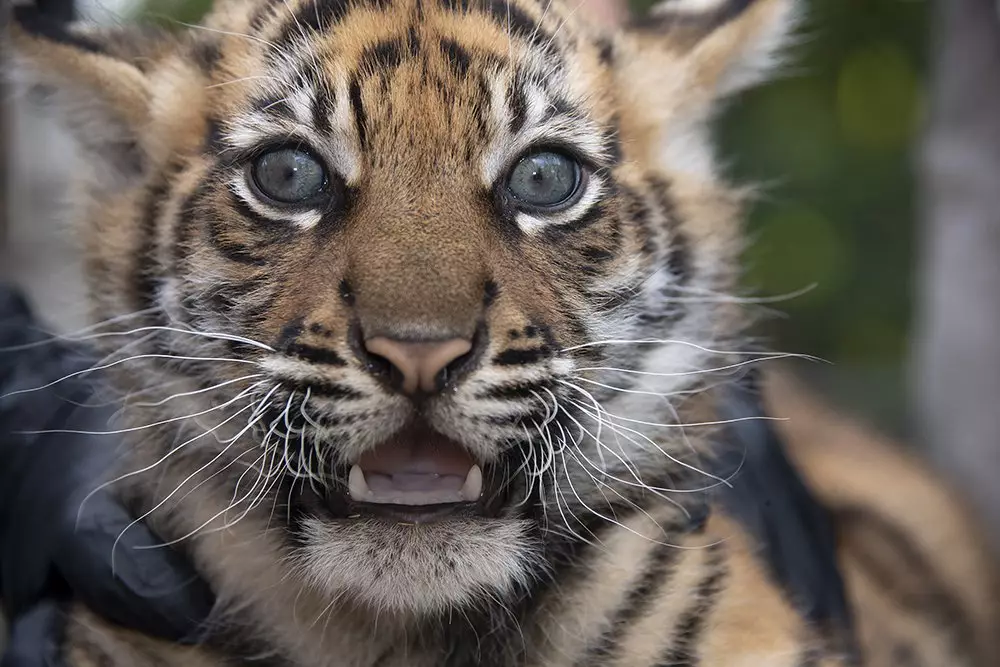 Hayvanat Bahçesinde Tigrenok Yüzmeyi Öğrenir: Fotoğraf Galerisi