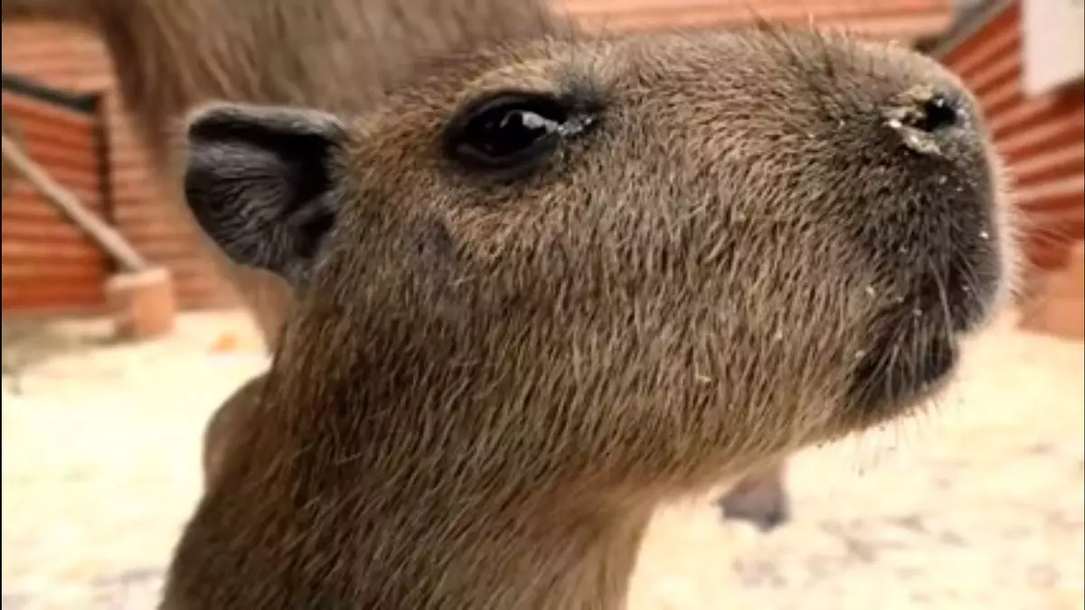 No Zoo de Leningrado, naceu Borish Capibara: vídeo