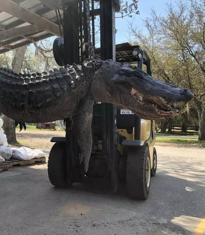 Vad lagras i magen på den dödade Aligator-Giant: Oväntade fynd