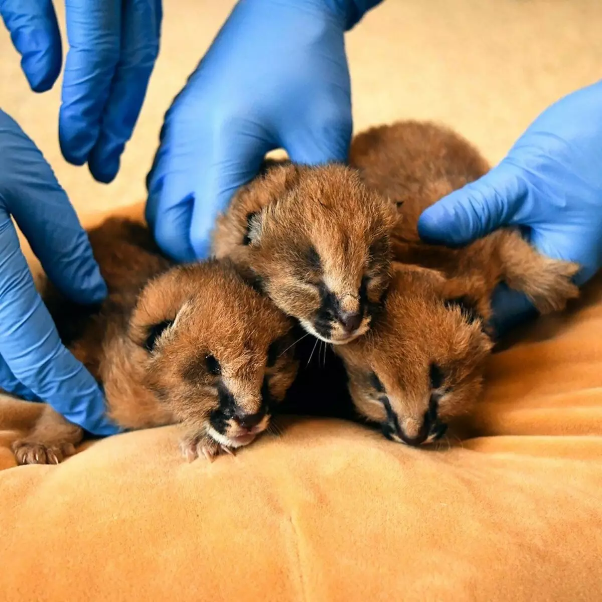 Kittens-Caracals出生于美国动物园