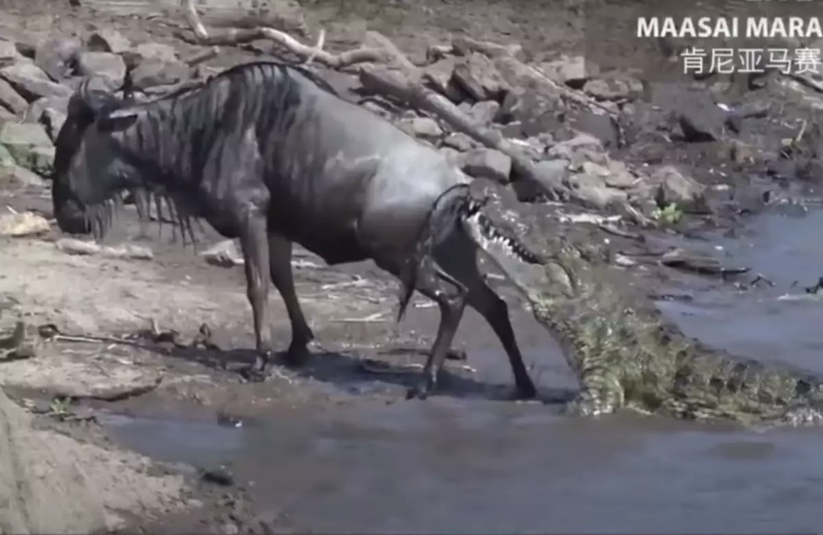 I dödsbalansen: Antilope GNU sparar krokodil