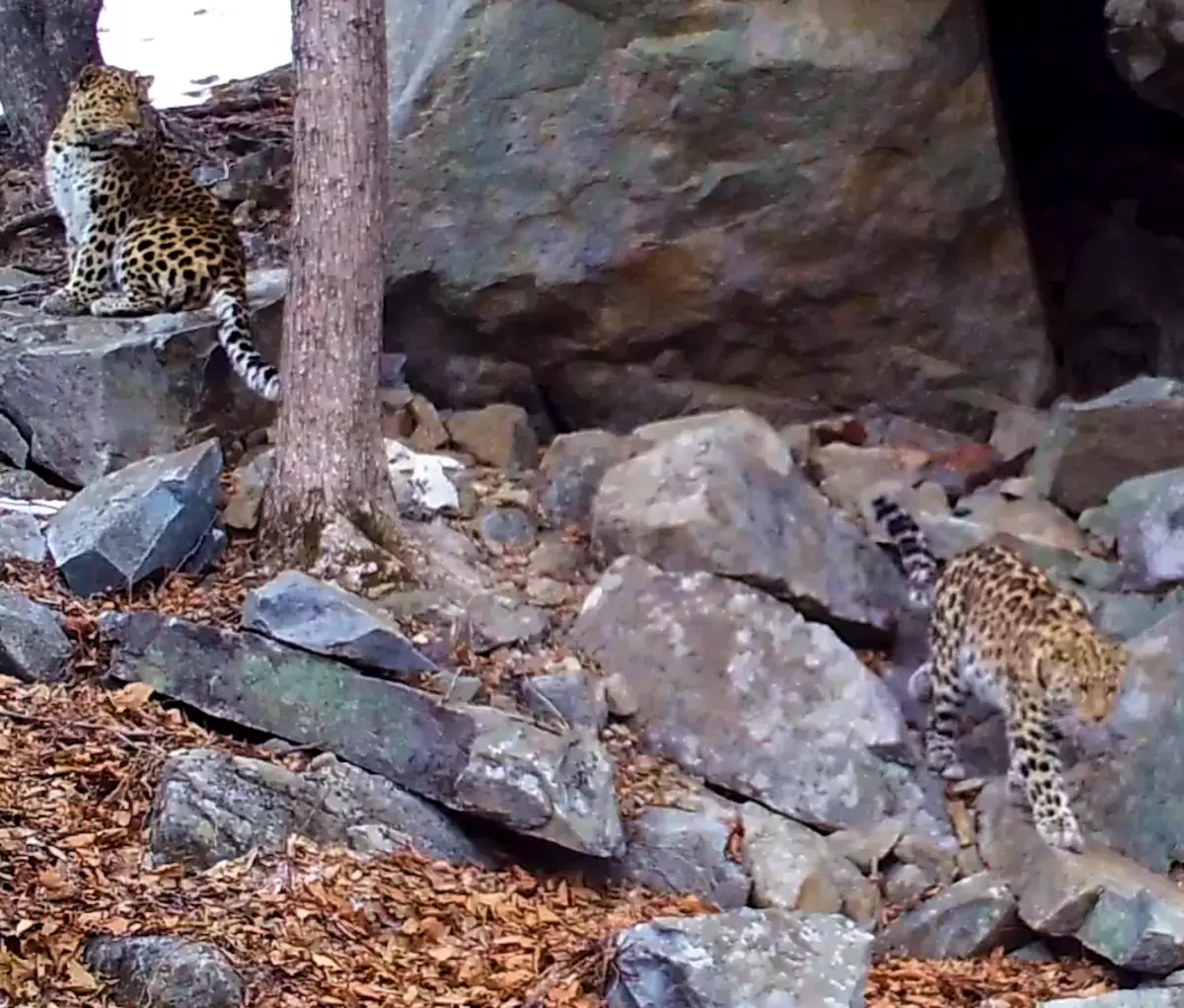Romantisk dato for de sjældneste leoparder ramte videoen i Primorye