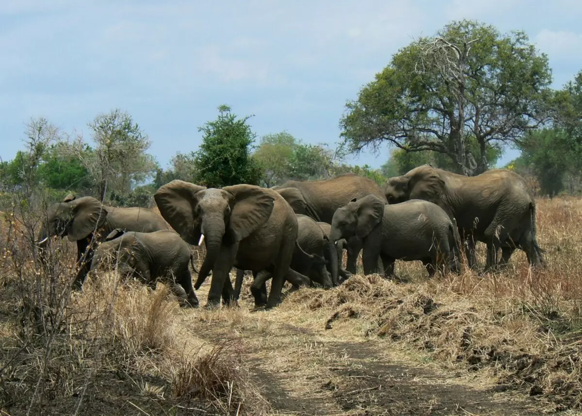 हत्ती च्या कळप poacher trampled
