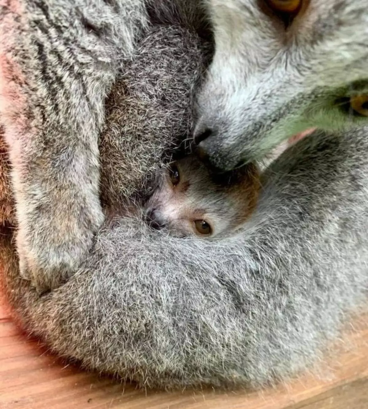 Lemur Venedoso: Reposición en el zoológico americano