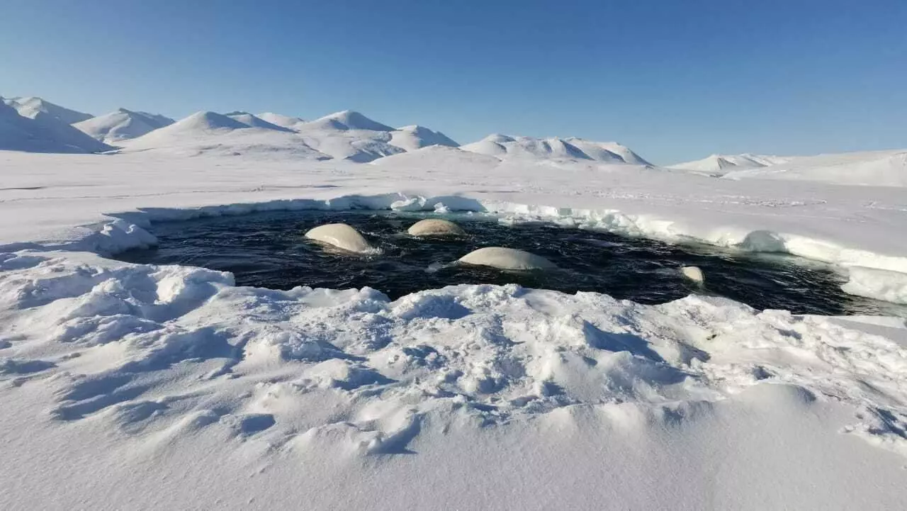 Pe Chukotka, Beluhi a fost observat în captivitatea gheții