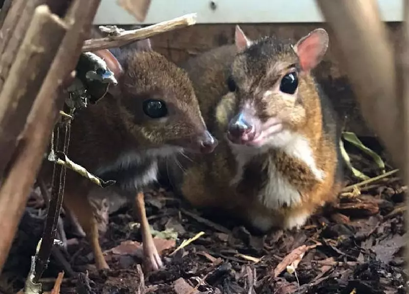 Mouse-Deer Infant-In-Mum-Brienne-Gamba.jpg