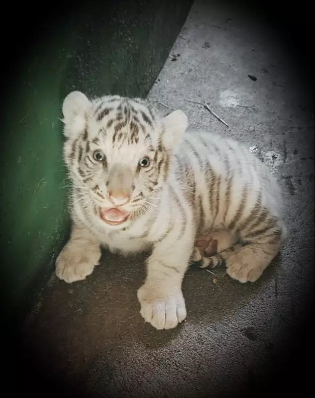 Tiger Bengal สีขาวเกิดในคิวบา: วิดีโอ