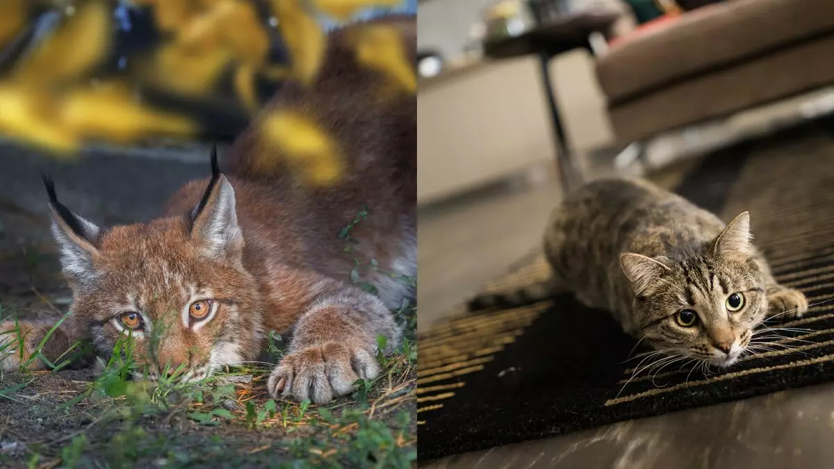 De unde animalele cresc: obiceiurile de pisici care au luat de la strămoșii sălbatici