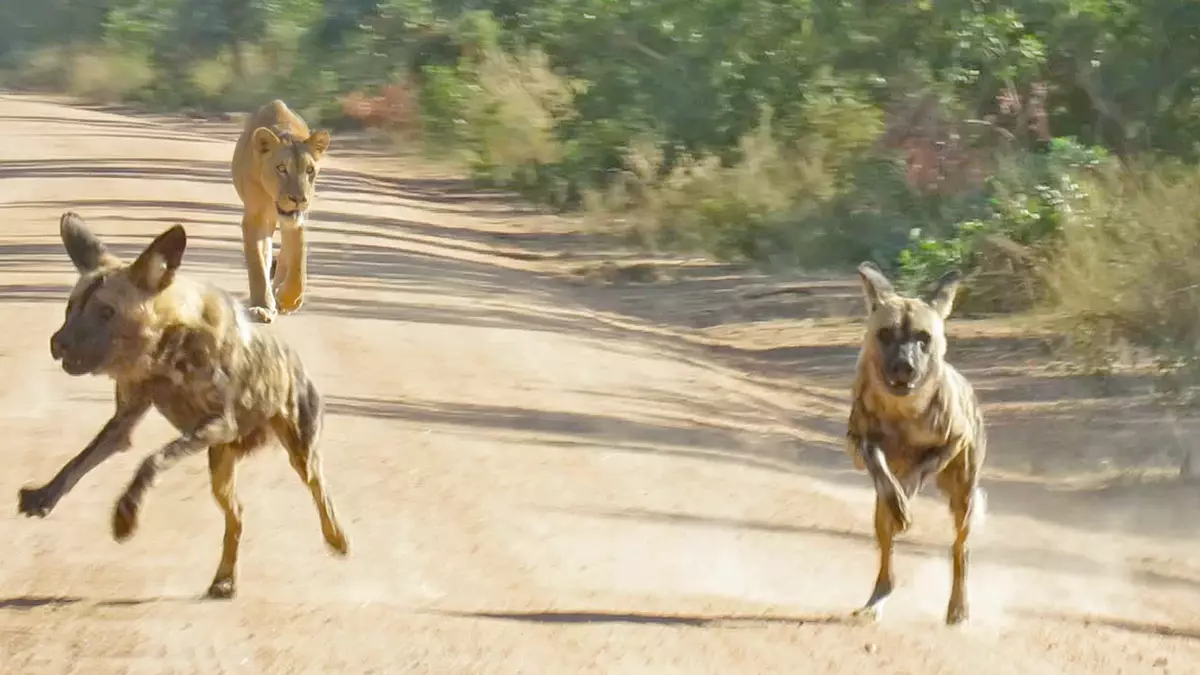 Një Lioness i palodhshëm ndjek qentë Hyenan: Video