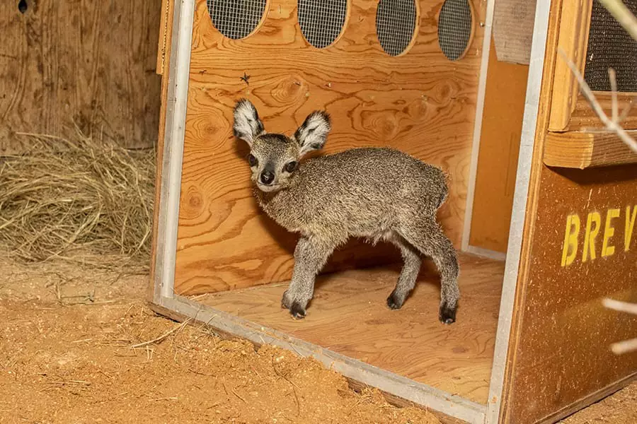 Antilopa-džemperis dzimis amerikāņu zooloģiskajā dārzā: pieskaroties fotoattēliem un video