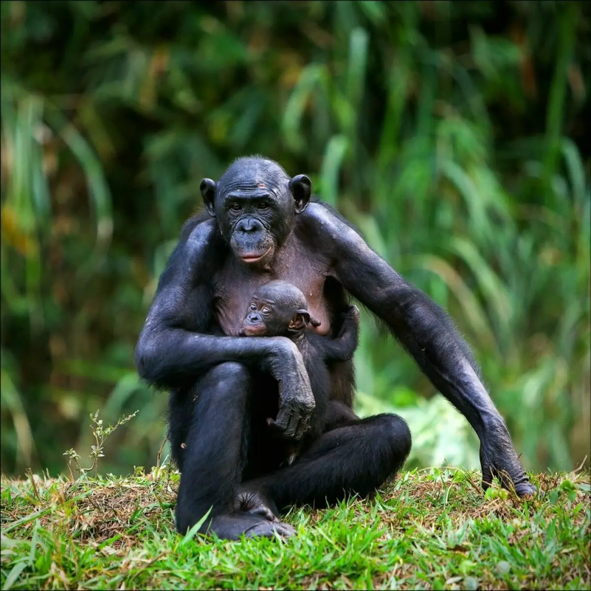 Grandmother-chimpanzees plays with his granddaughter: cute video