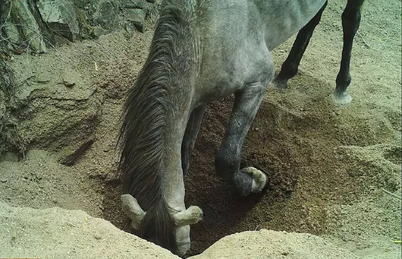 Donkeys如何使沙漠受益