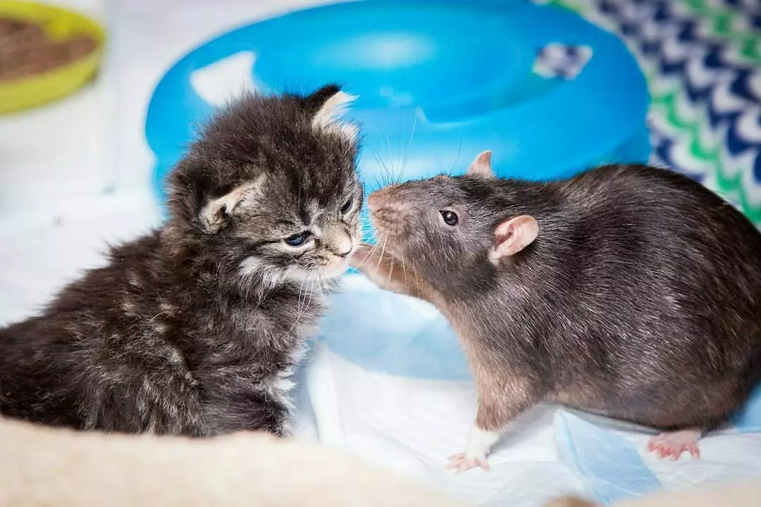 Kako mačke so naredile prijatelje s podganami: video