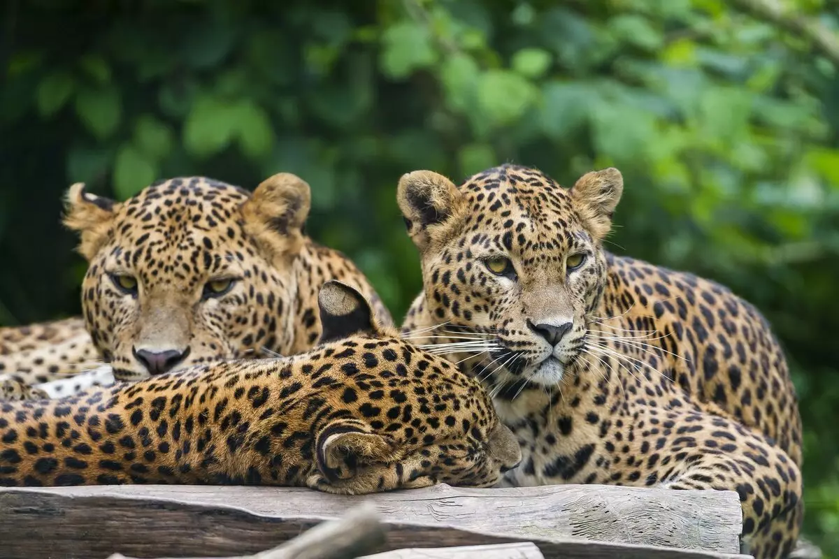 Китайски зоопарк седмично мълчи бягството на трима леопарда