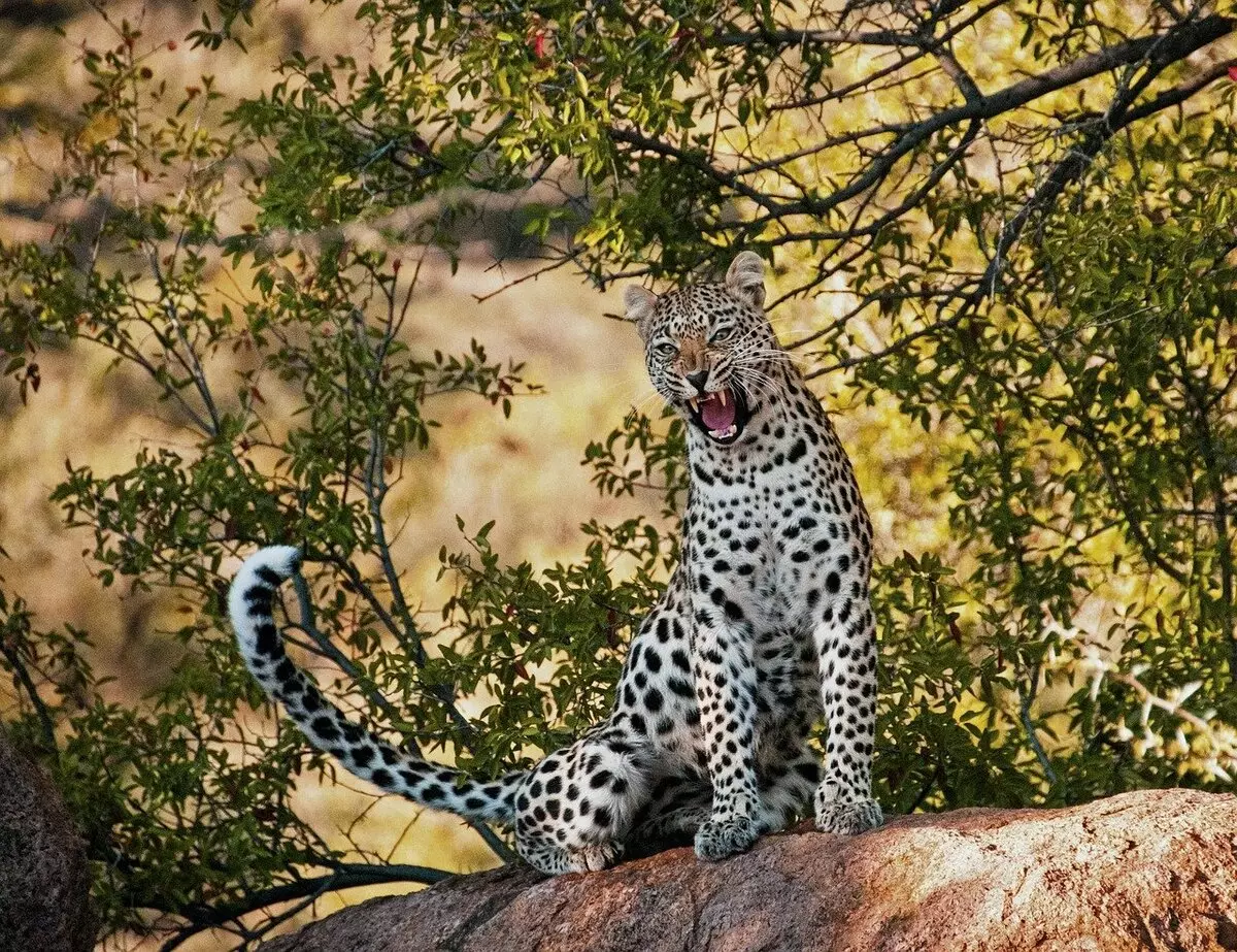 Leopard-1634238_1280.jpg