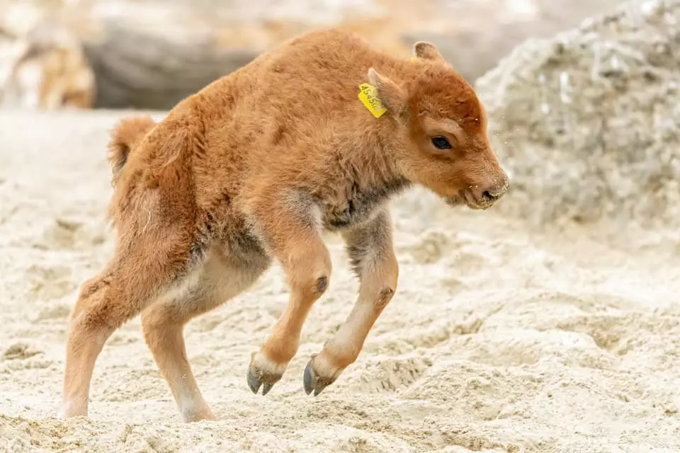 Mjög eymsli: Newborn Bison spilar með mömmu