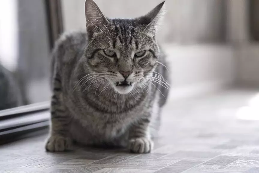 El "capital de rata de los Estados Unidos" produce muchos gatos sin hogar en las calles.